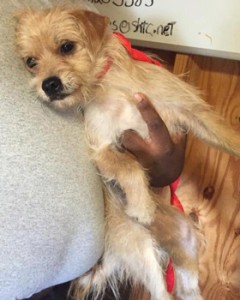 Dogs Who Found Homes in 2015 - A New Chance Animal Rescue