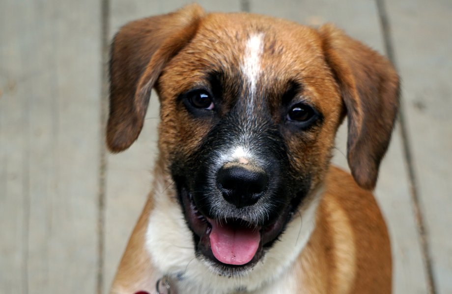 Keith - A New Chance Animal Rescue