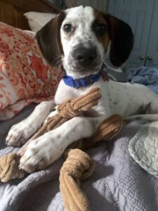 Jace - A New Chance Animal Rescue