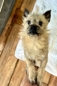 Remus - A New Chance Animal Rescue