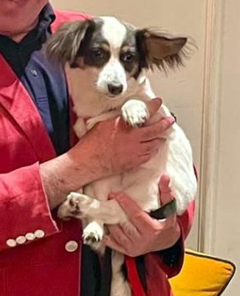 Vito - A New Chance Animal Rescue